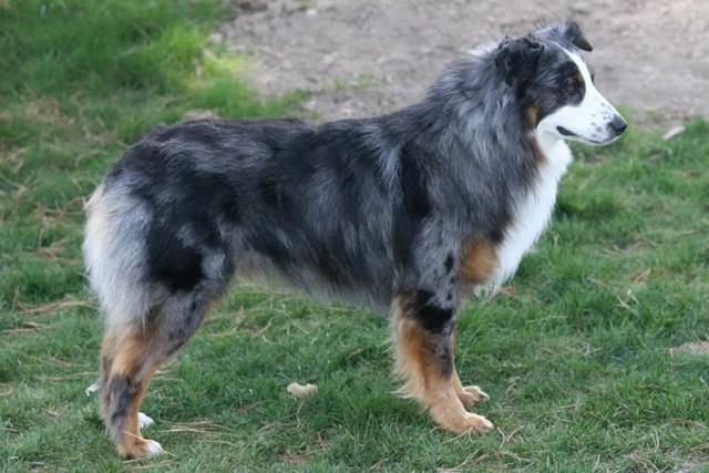 Males – Sliding S Working Australian Shepherd