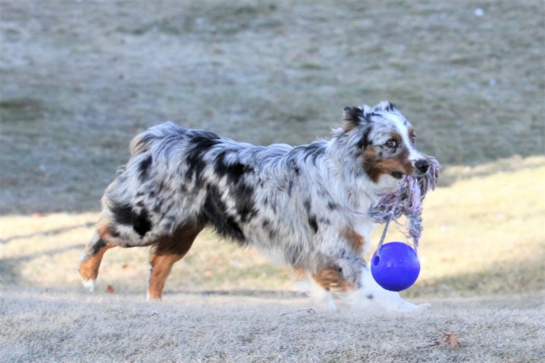 PENNY – Sliding S Working Australian Shepherd