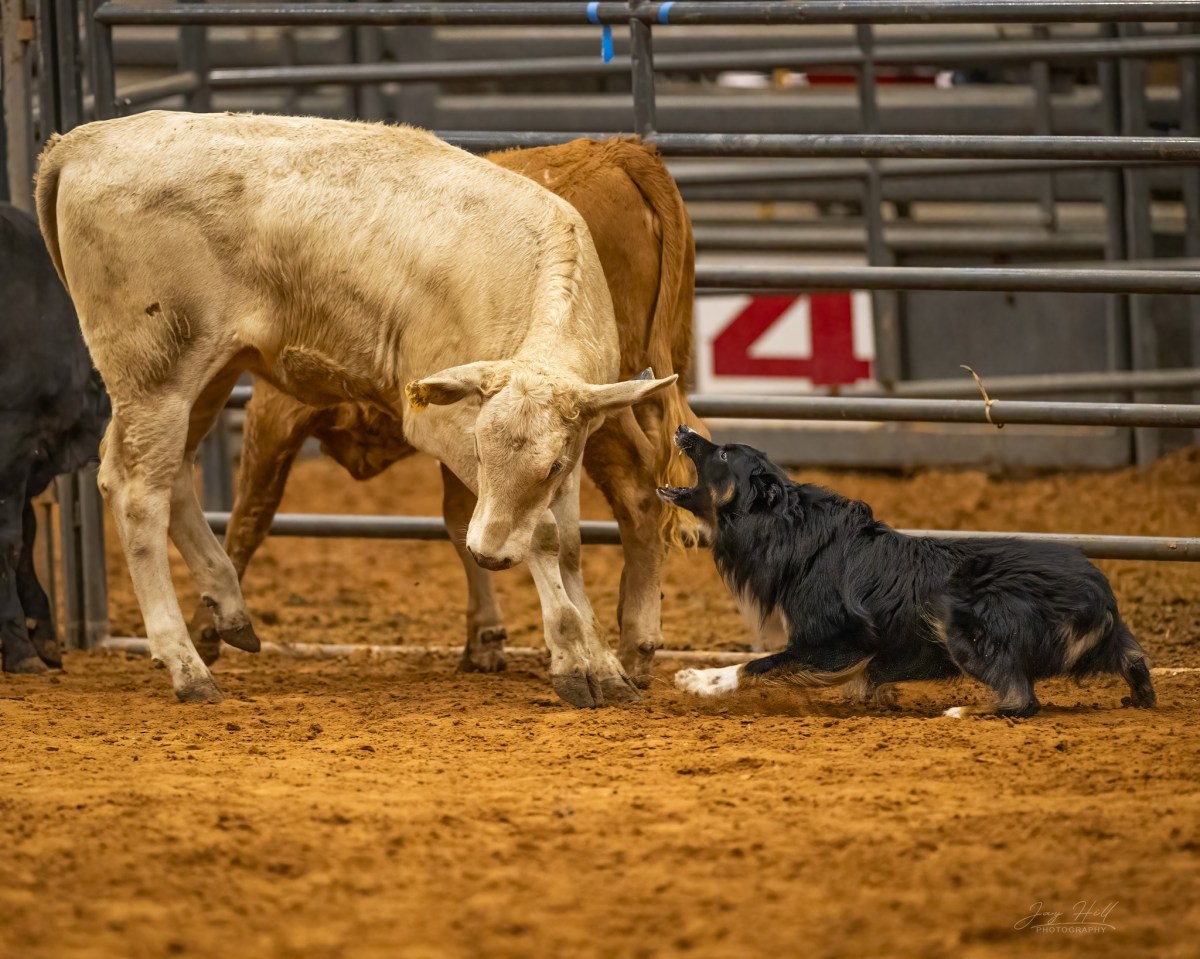 NASH – Sliding S Working Australian Shepherd