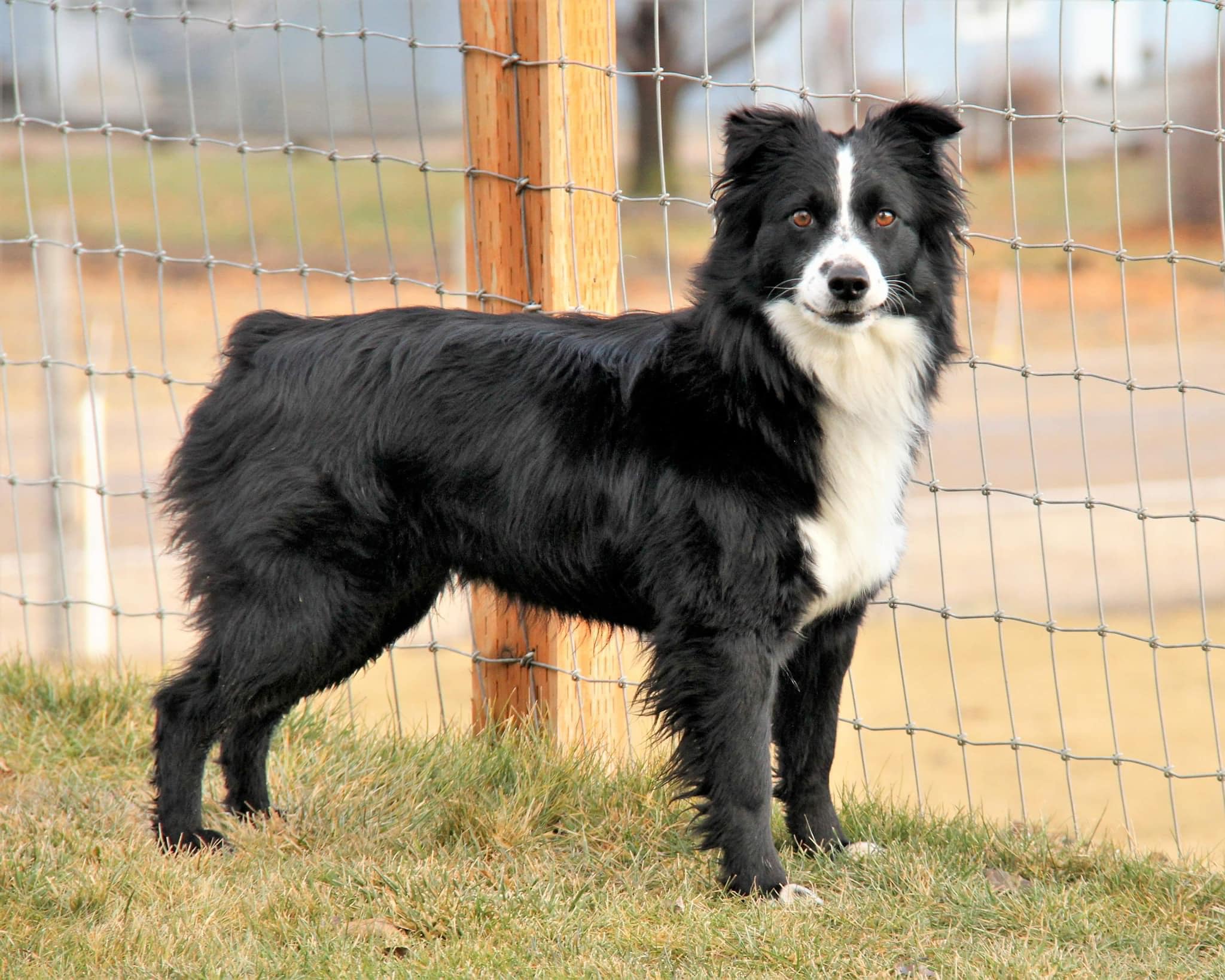 Females – Sliding S Working Australian Shepherd