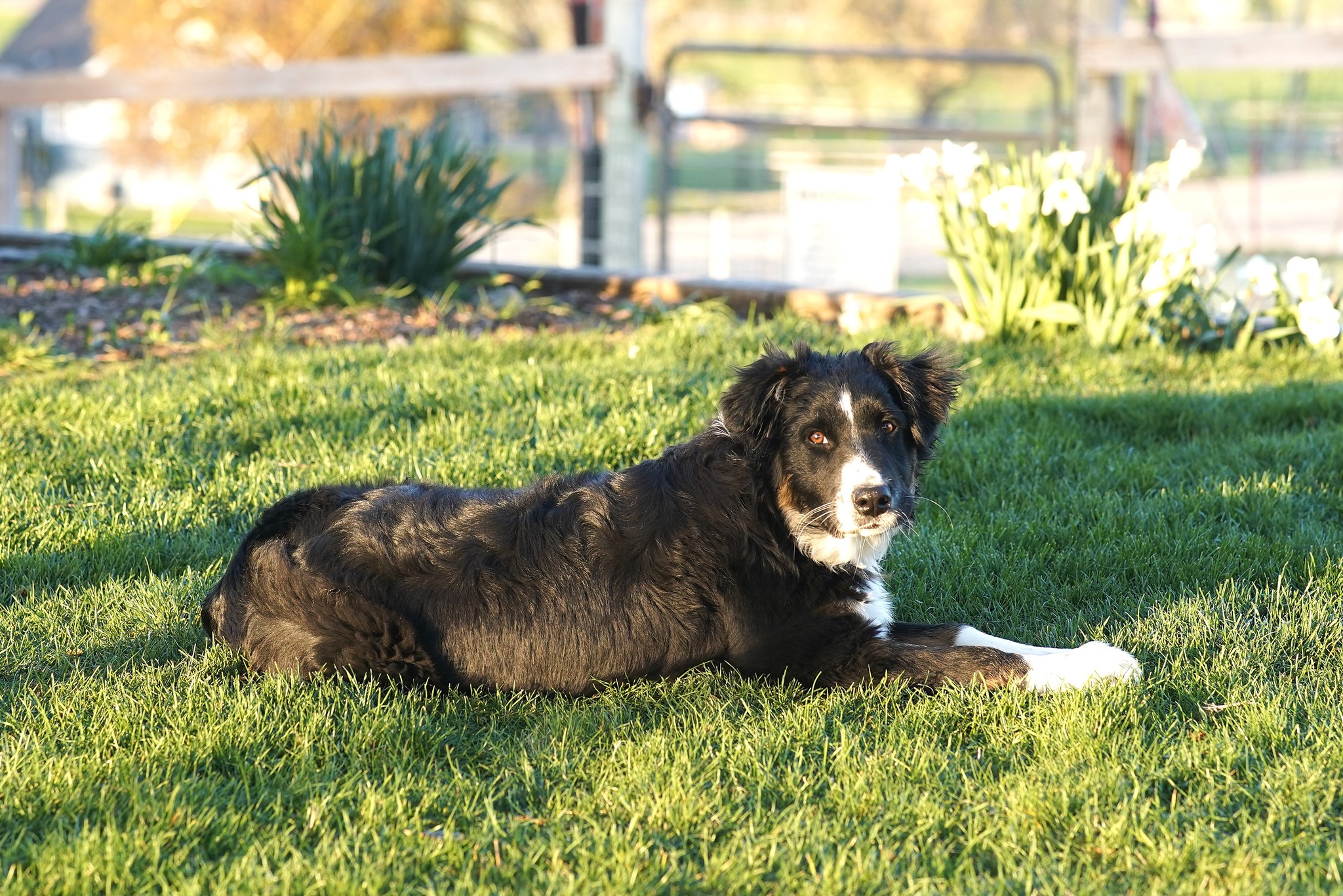 TWISTER – Sliding S Working Australian Shepherd