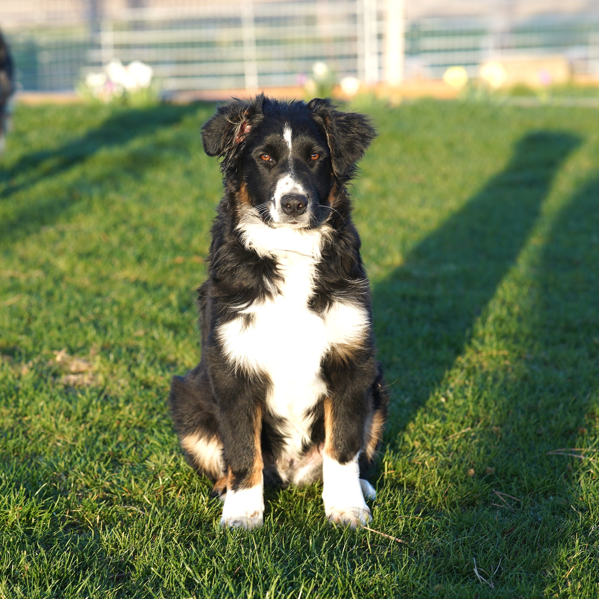 TWISTER – Sliding S Working Australian Shepherd